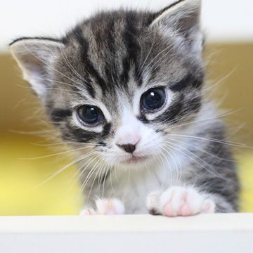 Cutest Cat Photo Contest